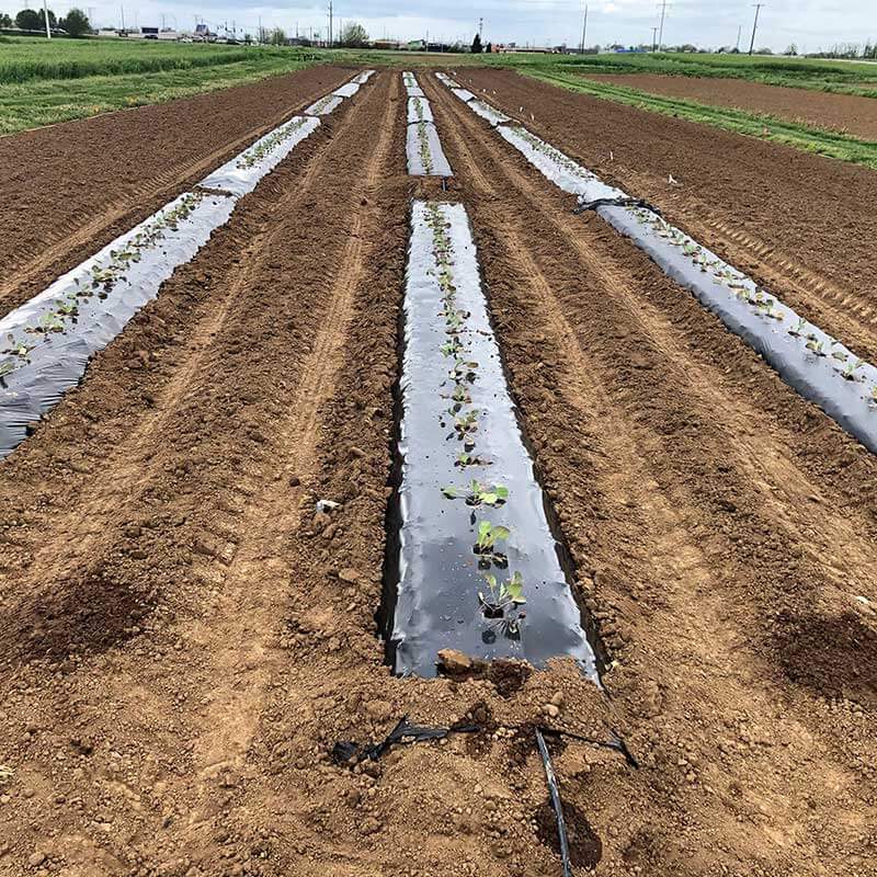 Biodegradable Plastic Mulch – Ken-Bar